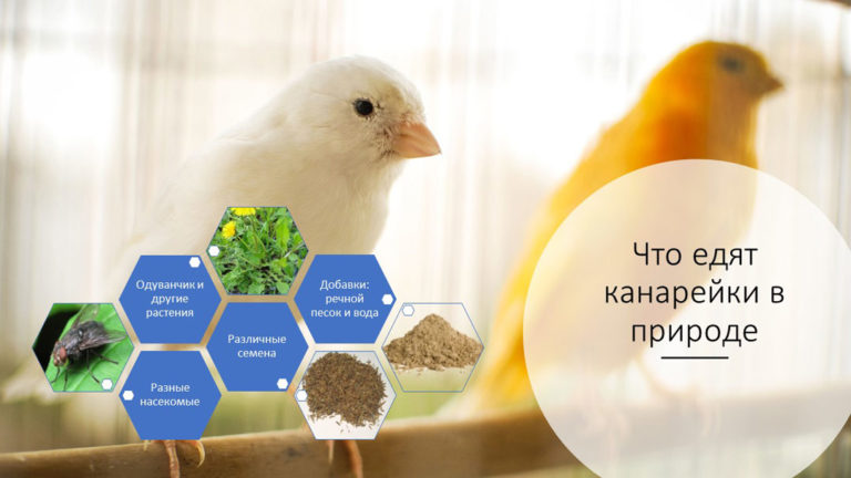 Что ест канарейка? - Что едят на планете Земля