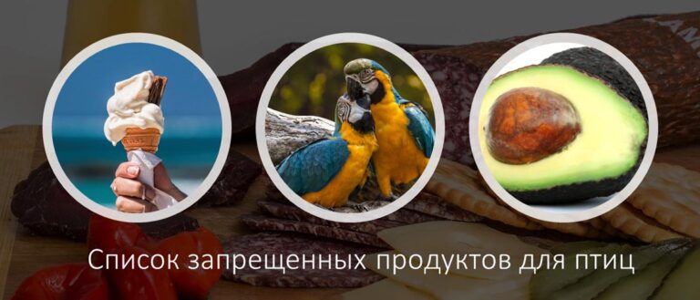 Что едят пеликаны?